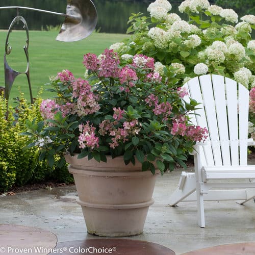 little_quick_fire_hydrangea-3562 | Bayview Garden Nurseries, LLC