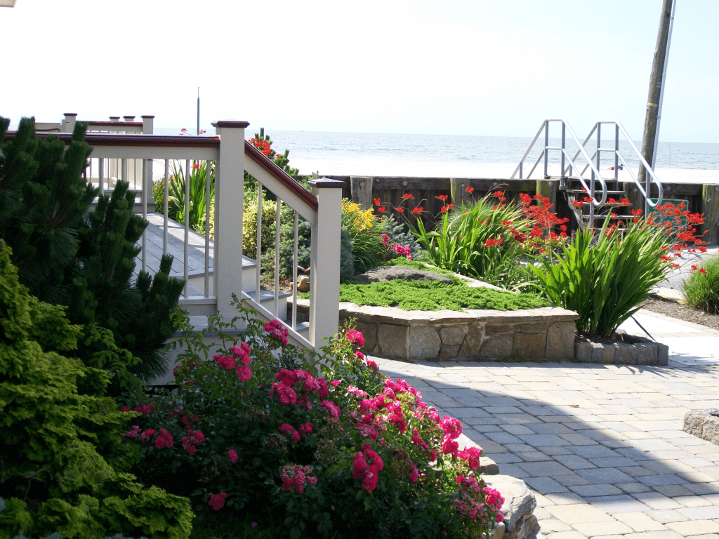 Beach Front Friendly Plants | Bayview Garden Nurseries, LLC