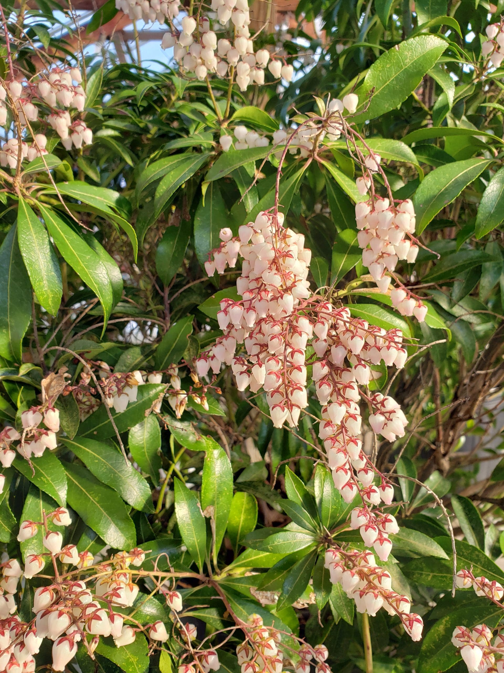 Andromeda Plant Leaf