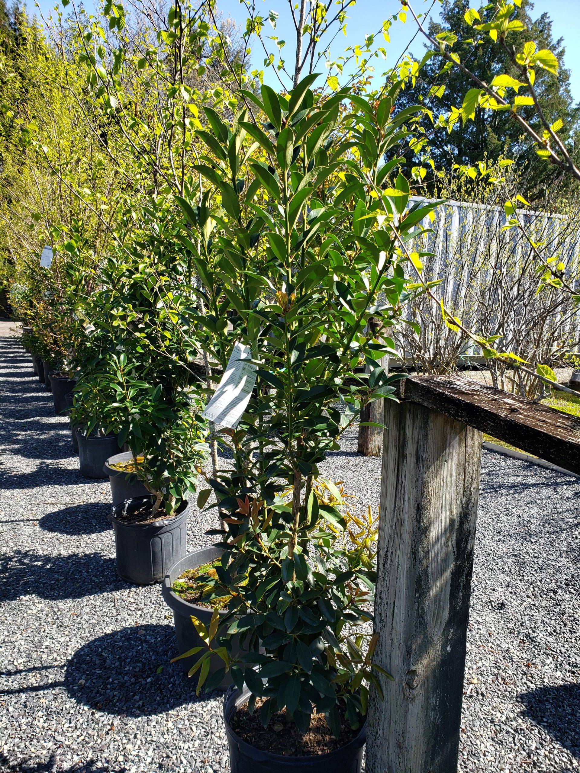 20240423_100054 screen play holly | Bayview Garden Nurseries, LLC