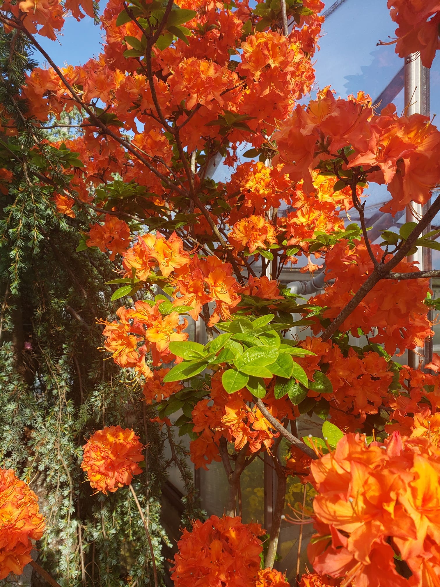 20240507_081609 | Bayview Garden Nurseries, LLC