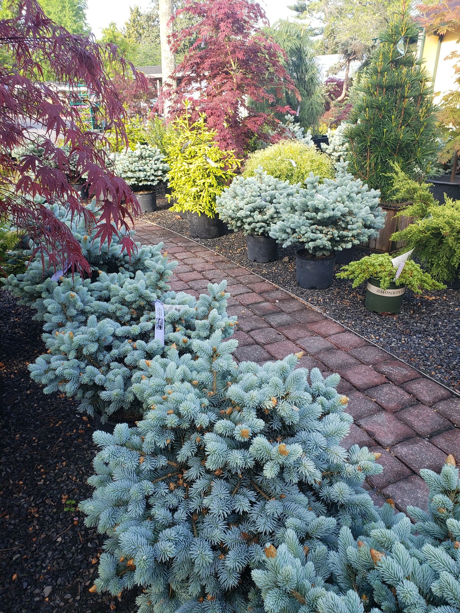 20250507_074846 Bayview Garden Nurseries May Shrubs Trees | Bayview ...