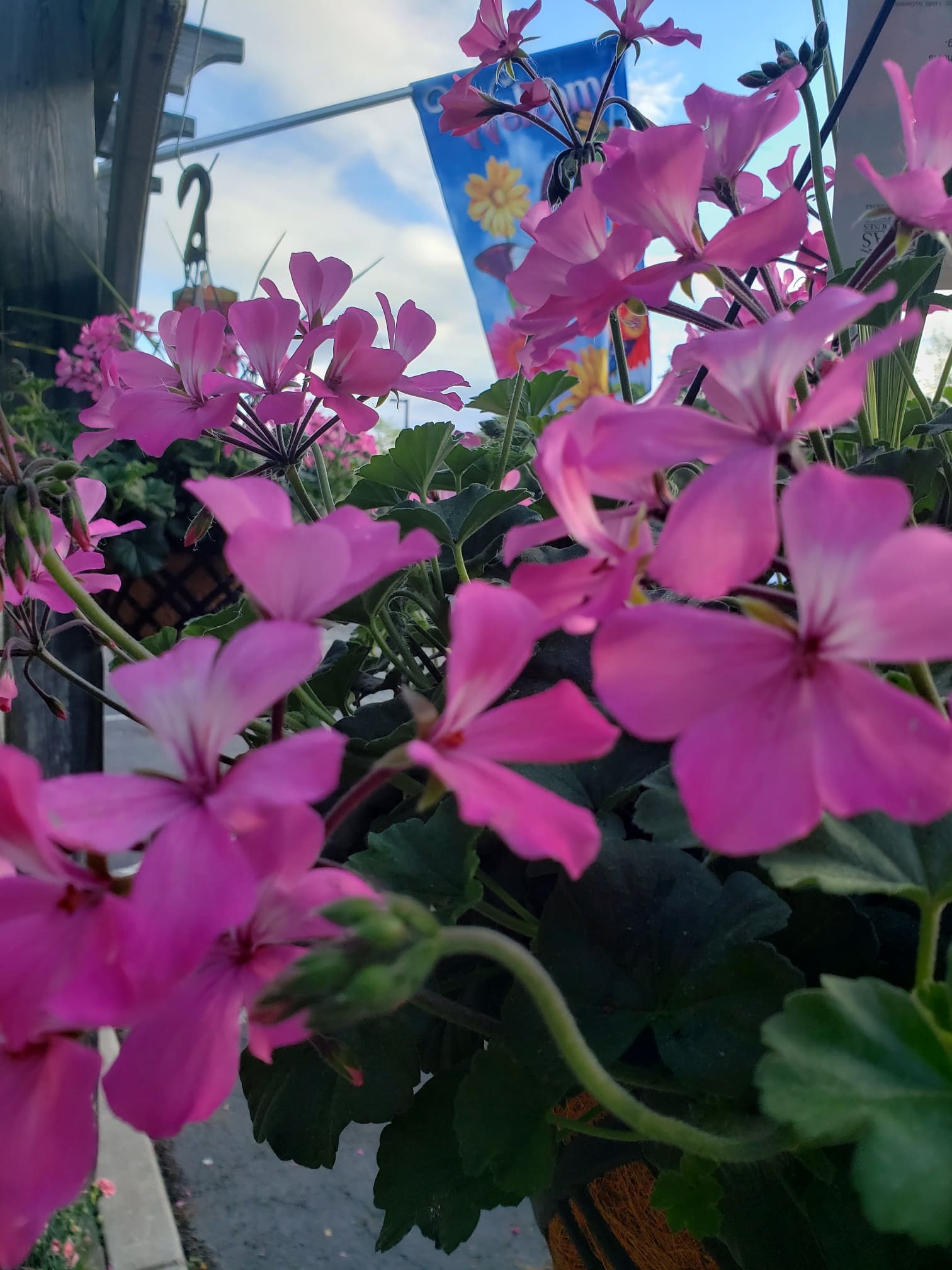 20250507_075543 Bayview Garden Nurseries Geraniums | Bayview Garden ...