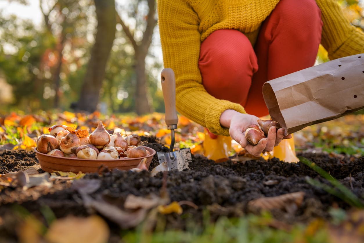 A Simple Guide to Planting Fall Bulbs | Bayview Garden Nurseries, LLC