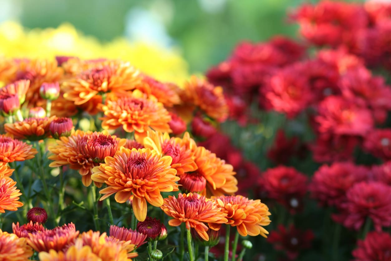 September Spotlight: Mums and Ornamental Kale | Bayview Garden ...